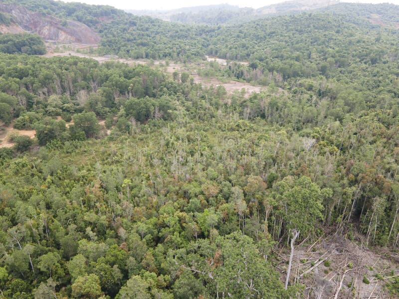 Aerial view of the jungle stock image. Image of ecology - 238584467