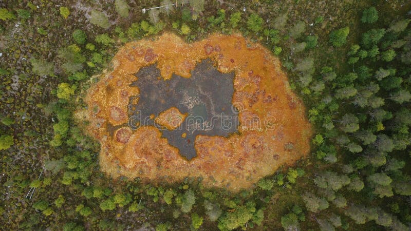 Aerial View of the a Lake Covered in Moss in the Forest Stock Image ...