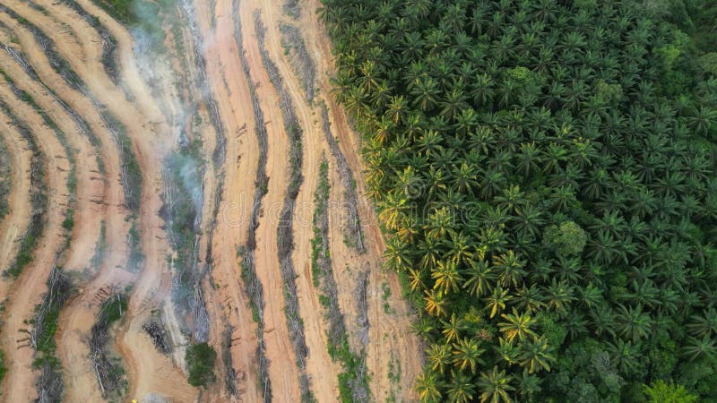 Aerial View of Land Clearing of Palm Trees Stock Video - Video of field ...