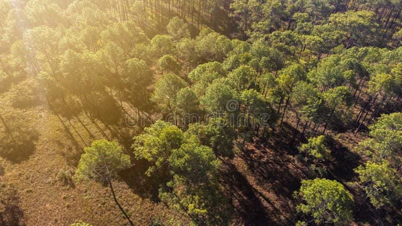 Aerial View of Landscape Forest Stock Photo - Image of outdoor, foliage ...