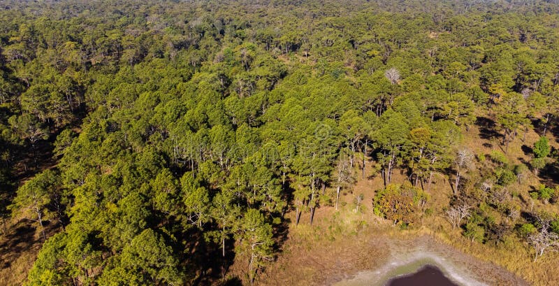 Aerial View of Landscape Forest Stock Image - Image of scenic, outdoor ...