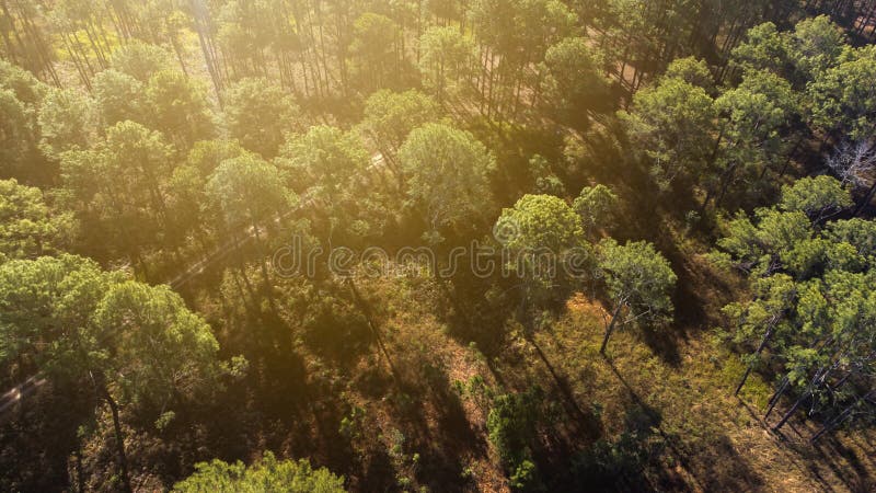 Aerial View of Landscape Forest Stock Photo - Image of light, road ...