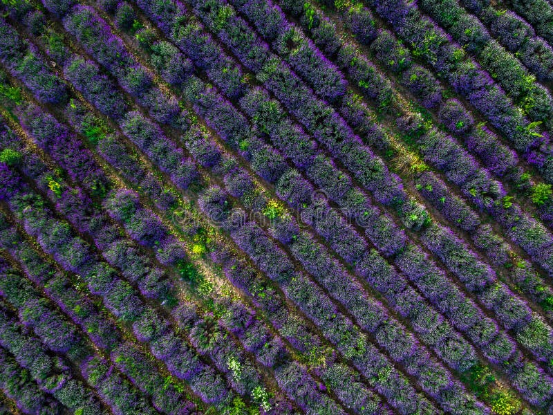 Aerial View of a Landscape with Lavender Field Stock Photo - Image of ...