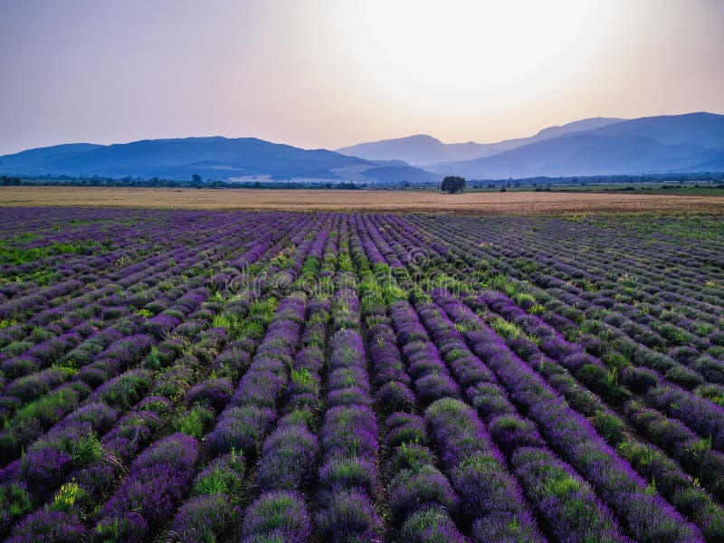 Aerial View of a Landscape with Lavender Field Stock Photo - Image of ...