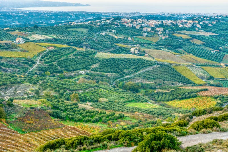 Aerial View of Landscape with Olive Trees and Mountains on Crete Stock ...