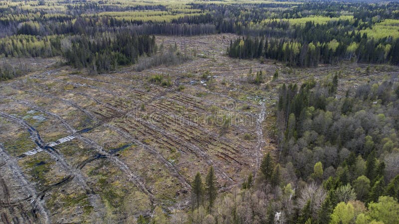 A Bird S-eye View of a Deforested Clearing, Surrounded by Forest. Stock ...