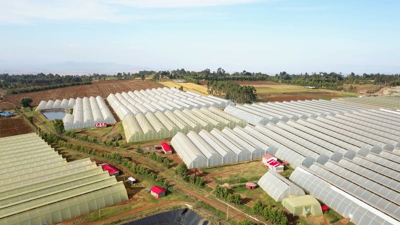 Aerial View of Large Greenhouses Located in the Fields in the Daylight Stock Image - Image of ...
