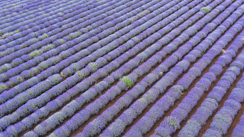 Aerial View of Lavender Field Stock Image - Image of landscape, country ...