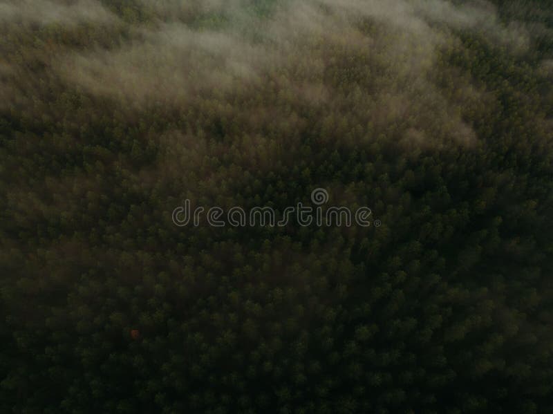 Aerial View of a Layer of Fog Above Lush Green Dense Forests Stock ...