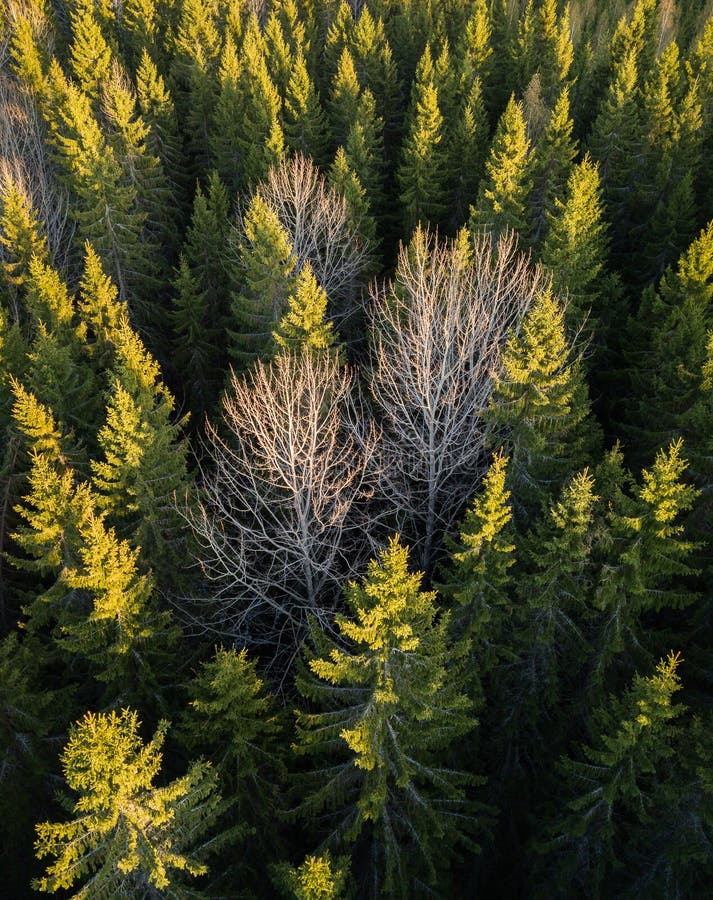Aerial View of Leafless Aspen Trees in Spruce Forest in Autumn. Stock ...