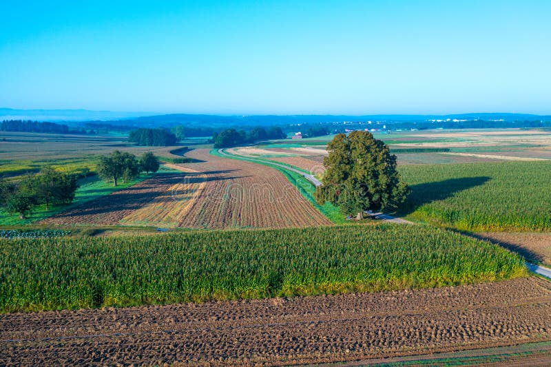 Landscape with a Big Limewood Tree Stock Image - Image of single ...
