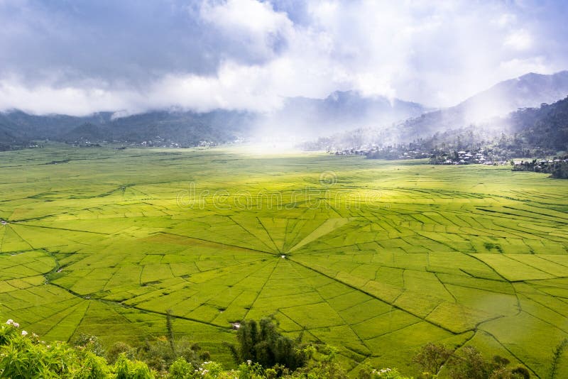 Aerial View of Lingko Spider Web Rice Fields while Sunlight Pier Stock ...