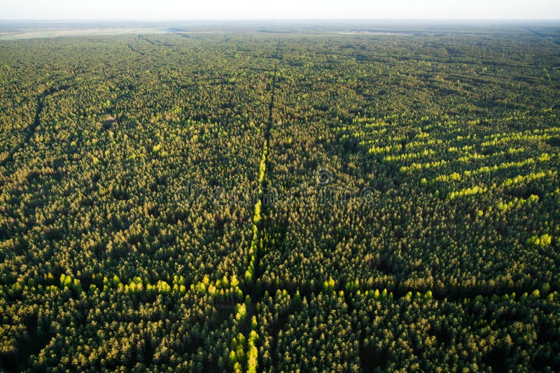 Lithuanian forest stock photo. Image of beautiful, pine - 76579556