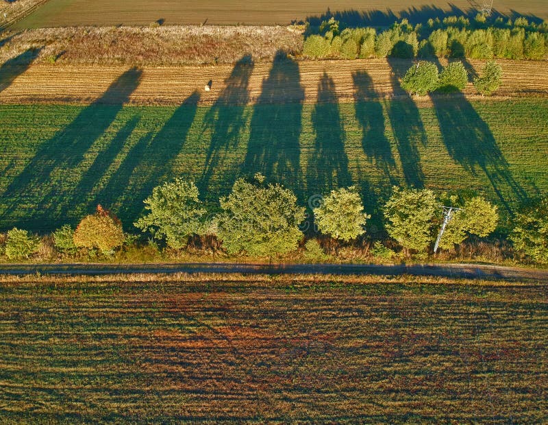Aerial View on Long Tree Shadows during Sunset at Green Fields. Stock ...
