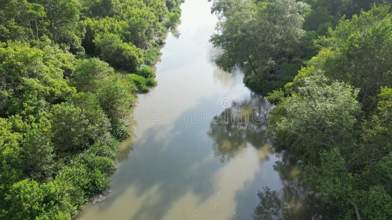 Aerial View Look Down the River with Mangrove Tree at Bank Stock Video ...