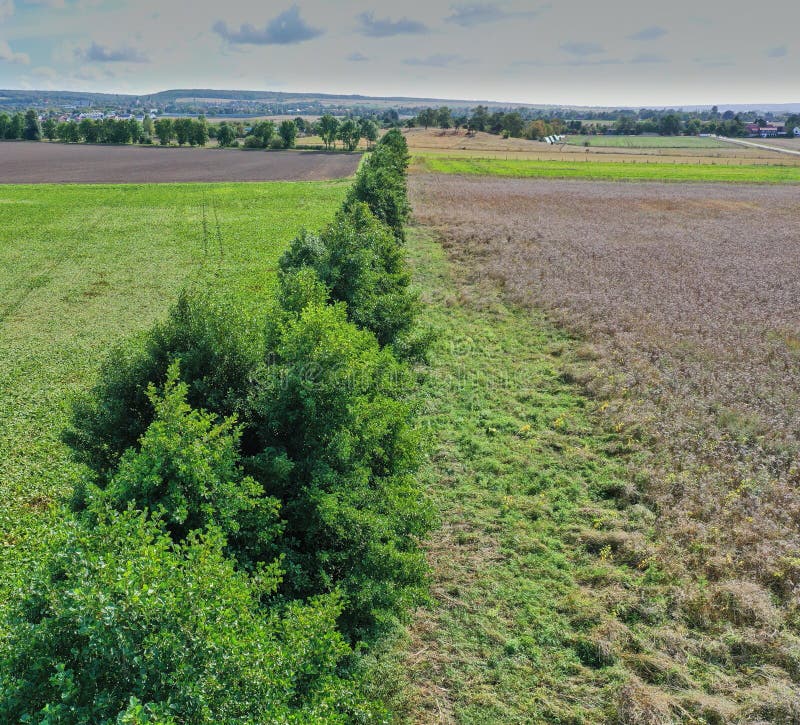 Aerial View from a Low Height of a Hedge of Deciduous Trees between Two ...