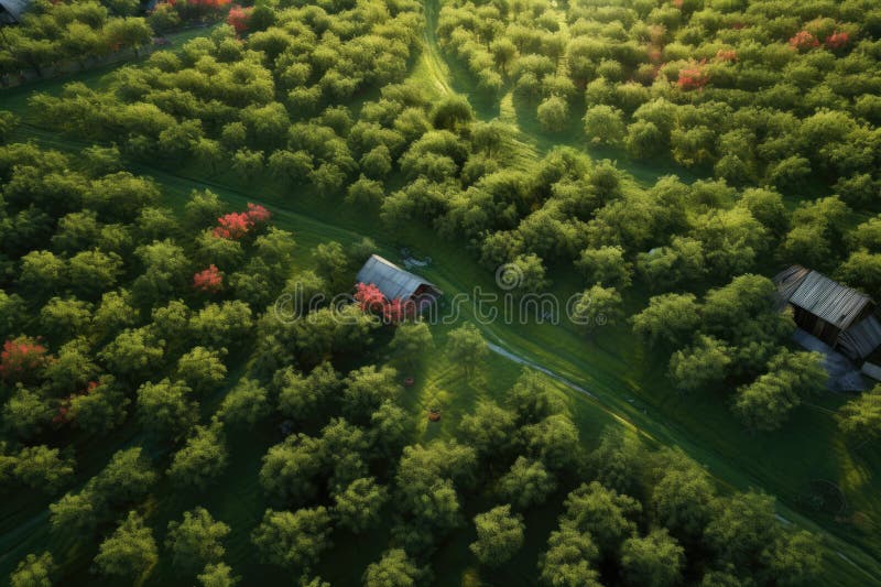 Aerial View of a Lush Apple Orchard Landscape Stock Illustration ...