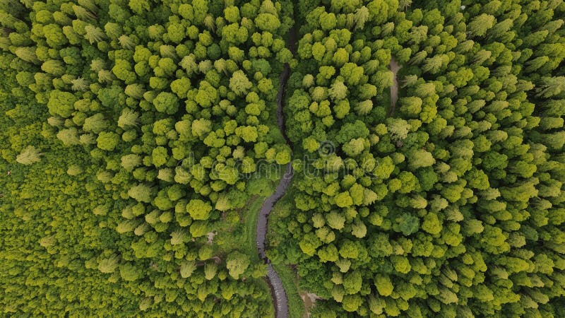 Aerial View of a Lush Forest with a Winding Path Stock Illustration ...