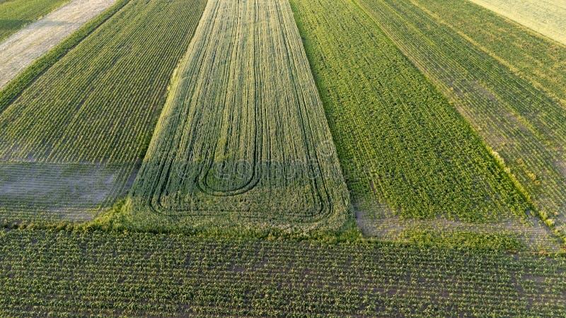 Aerial View of Lush, Green Agricultural Fields Showcasing Different ...