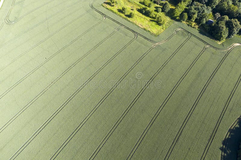 Cluster of Trees in Wooded Area Stock Photo - Image of road, branches ...