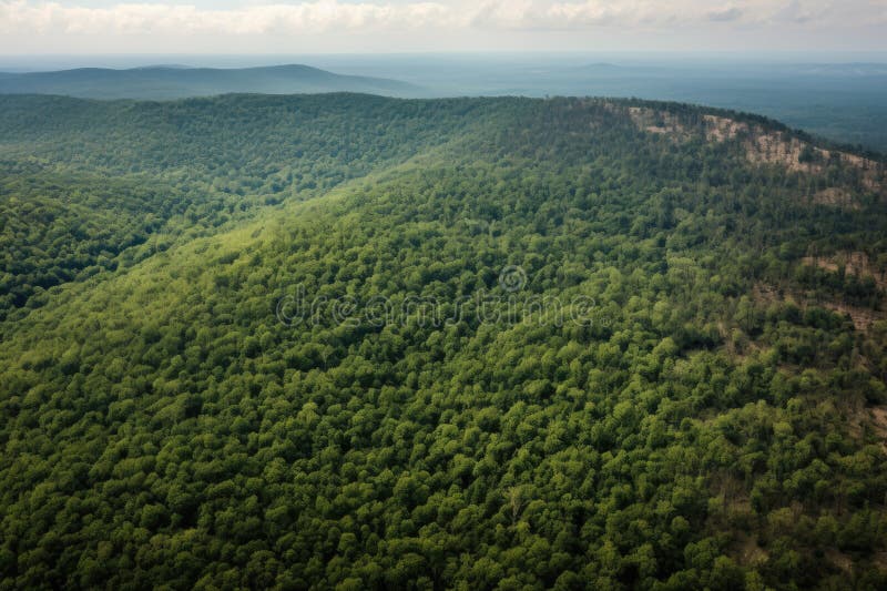 Aerial View of Lush Green Forest and Barren Land Comparison Stock Photo ...