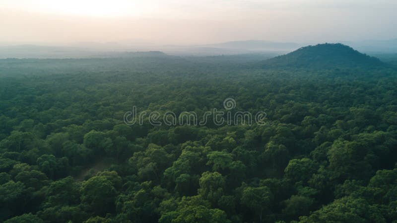 Aerial View of Lush Green Forest with Rolling Hills at Dawn Stock ...