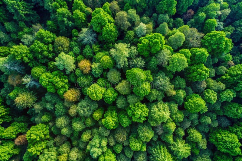Aerial View of Lush Green Rainforest Ecosystem Stock Illustration ...