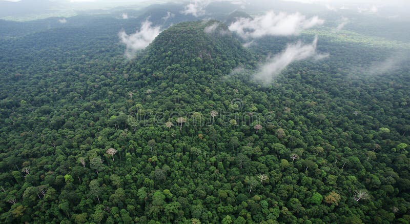 Aerial View of Lush Green Rainforest, Mountain Peak Emerging through ...