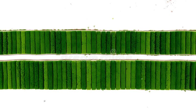 Aerial View of Lush Green Rectangular Fields: a Serene Geometric ...