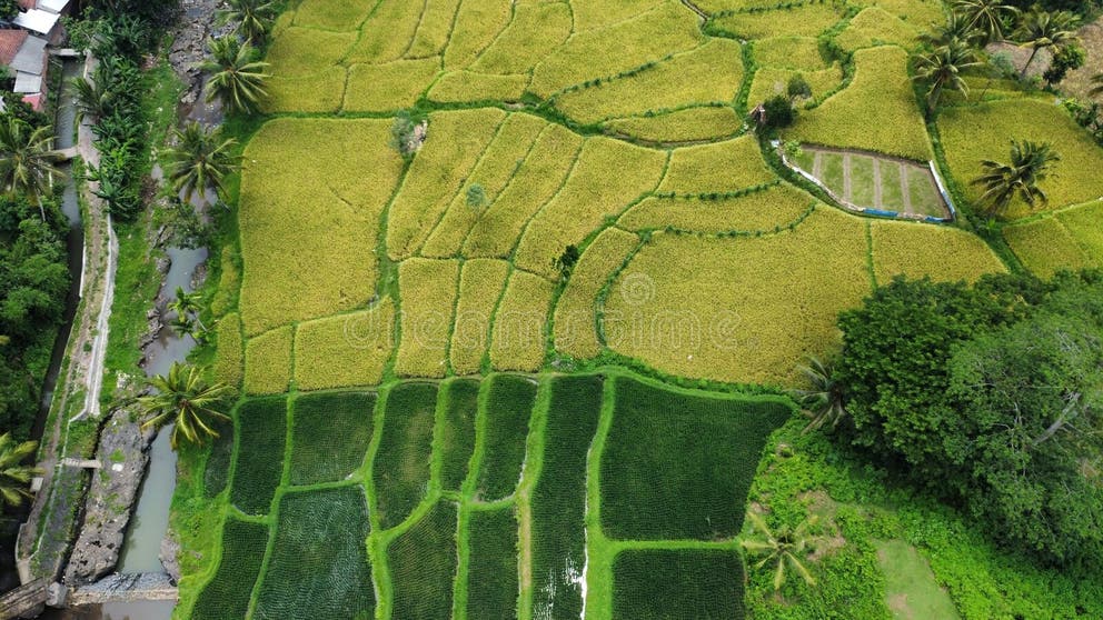 Aerial View of Lush Green Rice Paddies and Maturing Fields, with Rice ...