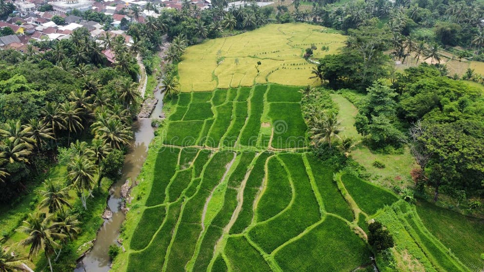 Aerial View of Lush Green Rice Paddies and Maturing Fields, with Rice ...