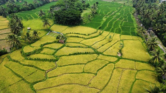 Aerial View of Lush Green Rice Paddies and Maturing Fields, with Rice ...