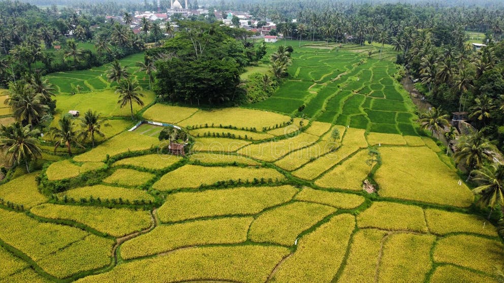 Aerial View of Lush Green Rice Paddies and Maturing Fields, with Rice ...
