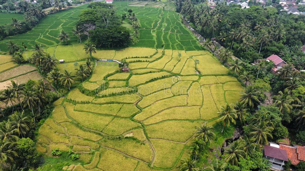 Aerial View of Lush Green Rice Paddies and Maturing Fields, with Rice ...