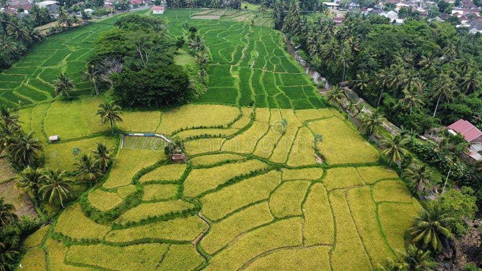 Aerial View of Lush Green Rice Paddies and Maturing Fields, with Rice ...