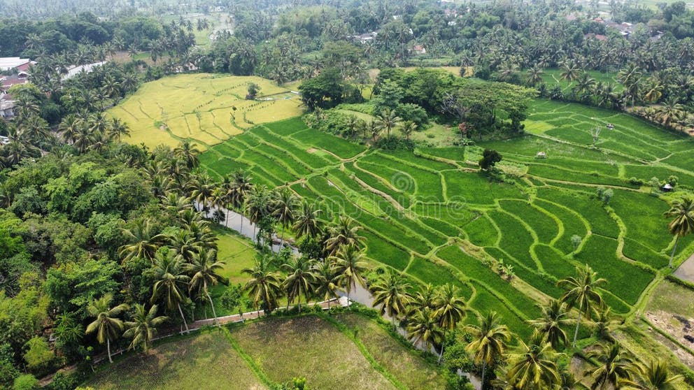 Aerial View of Lush Green Rice Paddies and Maturing Fields, with Rice ...
