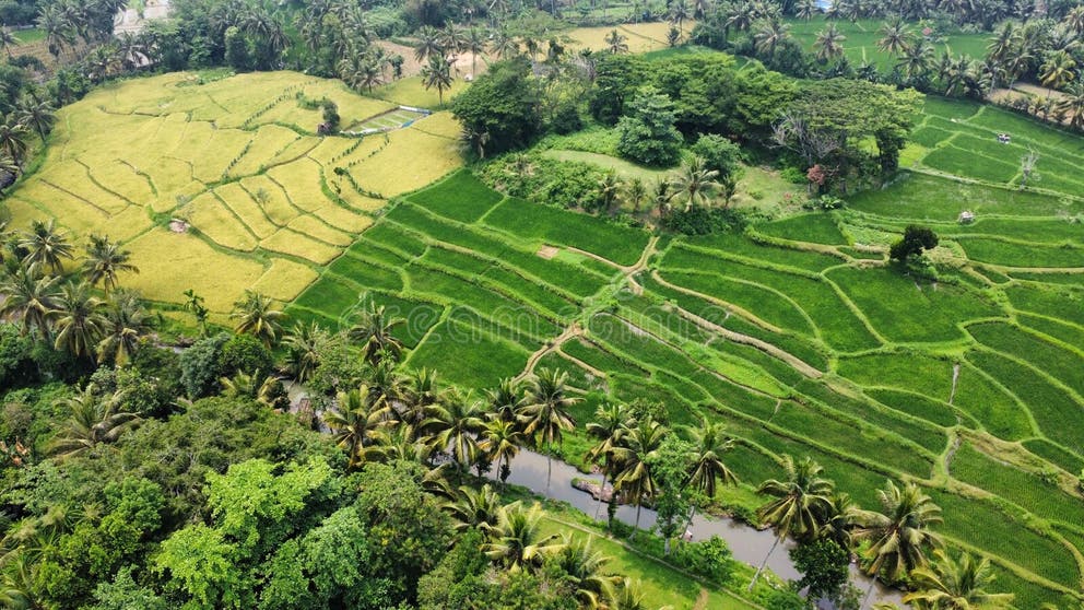 Aerial View of Lush Green Rice Paddies and Maturing Fields, with Rice ...