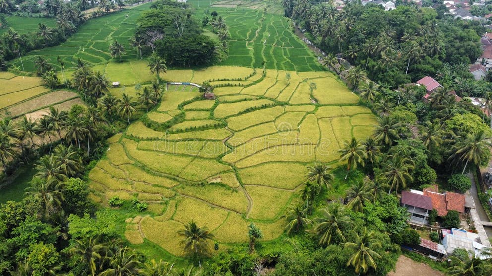 Aerial View of Lush Green Rice Paddies and Maturing Fields, with Rice ...