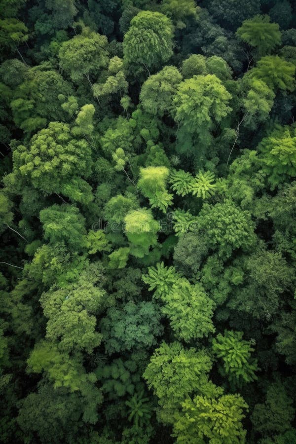 Aerial View of Lush, Green Treetops in a Dense Forest Stock Photo ...