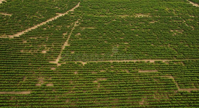 Aerial View of Lush Green Vineyard Rows Stock Illustration ...
