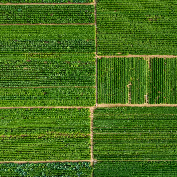 Aerial View of Lush, Rectangular Agricultural Fields, Featuring Rows of ...