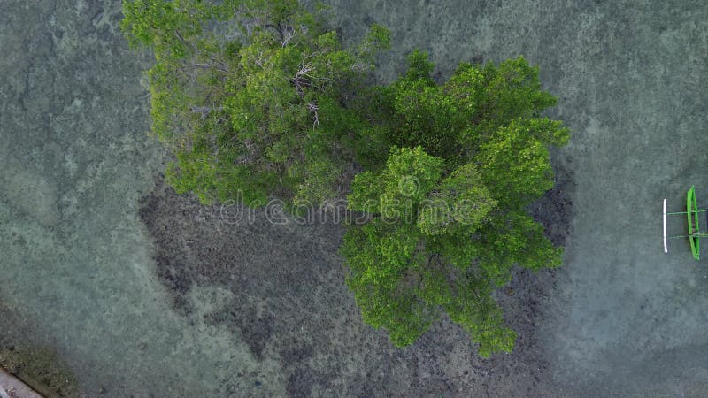 Aerial View of a Mangrove Tree on the Beach Stock Footage - Video of ...
