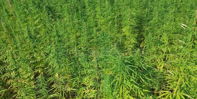 Aerial View on Marijuana Weed Field. Stock Photo - Image of herbal ...