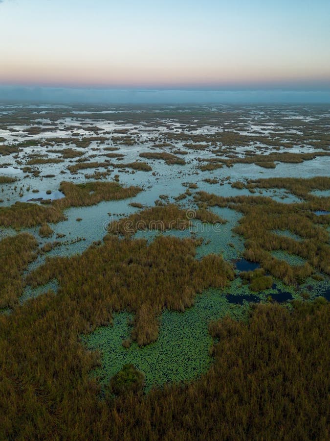 Aerial View of Marshes Covered with Greenery on a Sunny Day Stock Photo ...