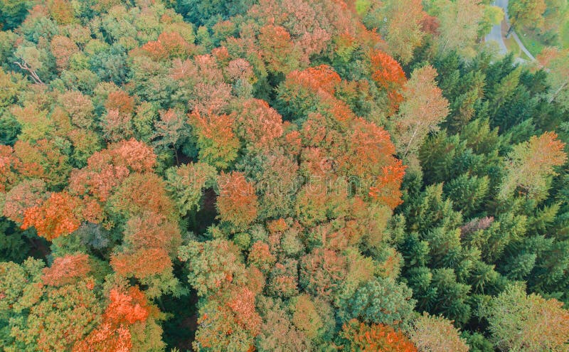 Aerial View of a Mixed Forest Stock Image - Image of forestry ...