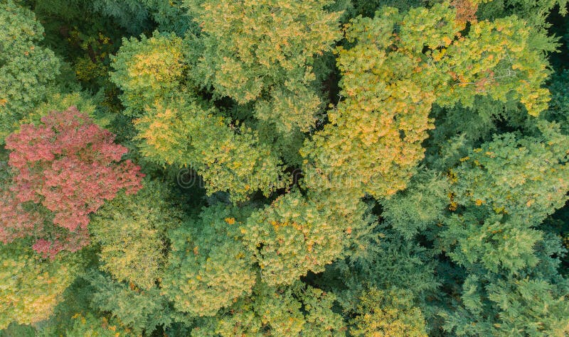 Aerial View of a Mixed Forest Stock Image - Image of view, forest ...