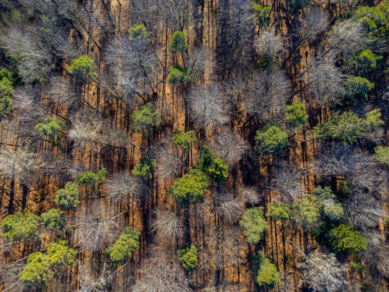 Aerial View of a Mixed Forest Casting Long Shadows with Conifer, Dead ...