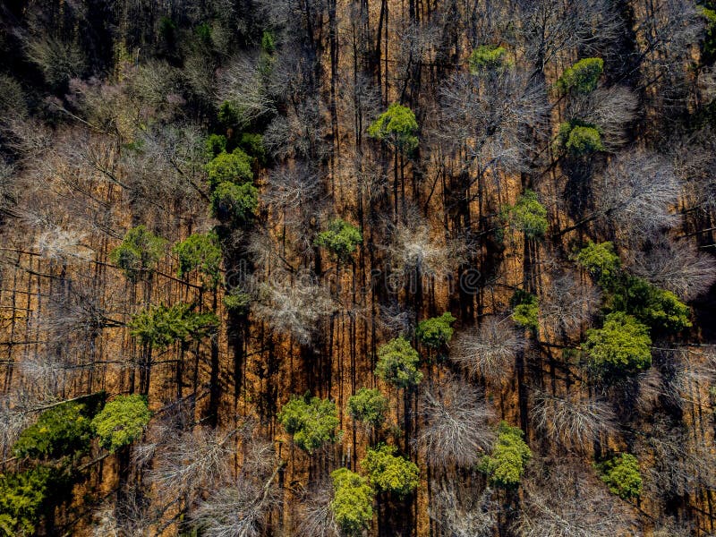 Aerial View of a Mixed Forest Casting Long Shadows with Conifer, Dead ...