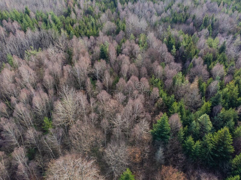 Aerial View of a Mixed Forest with Conifer, Dead and Bare Trees Stock ...