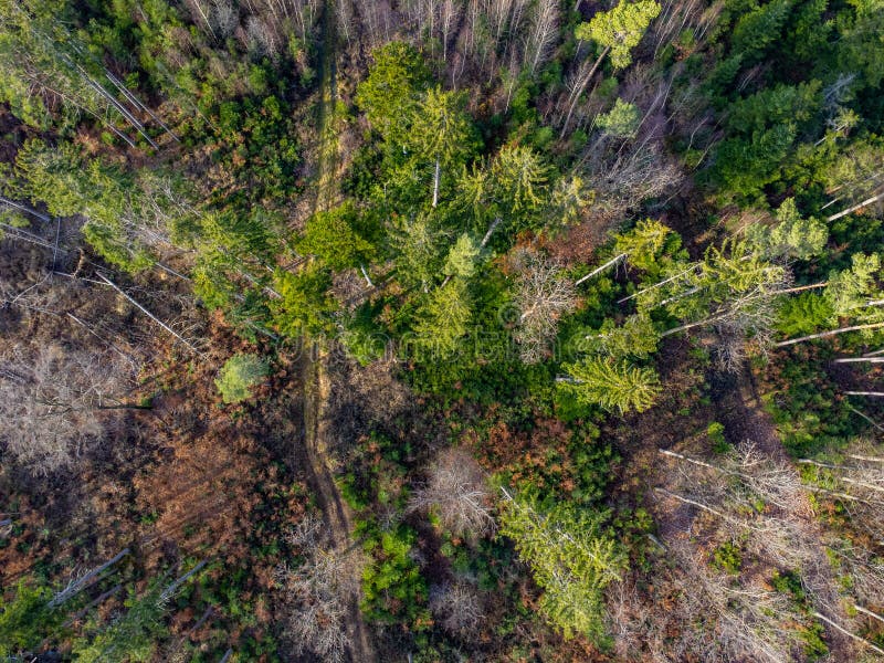 Aerial View of a Mixed Forest with Conifer, Dead and Bare Trees Stock ...